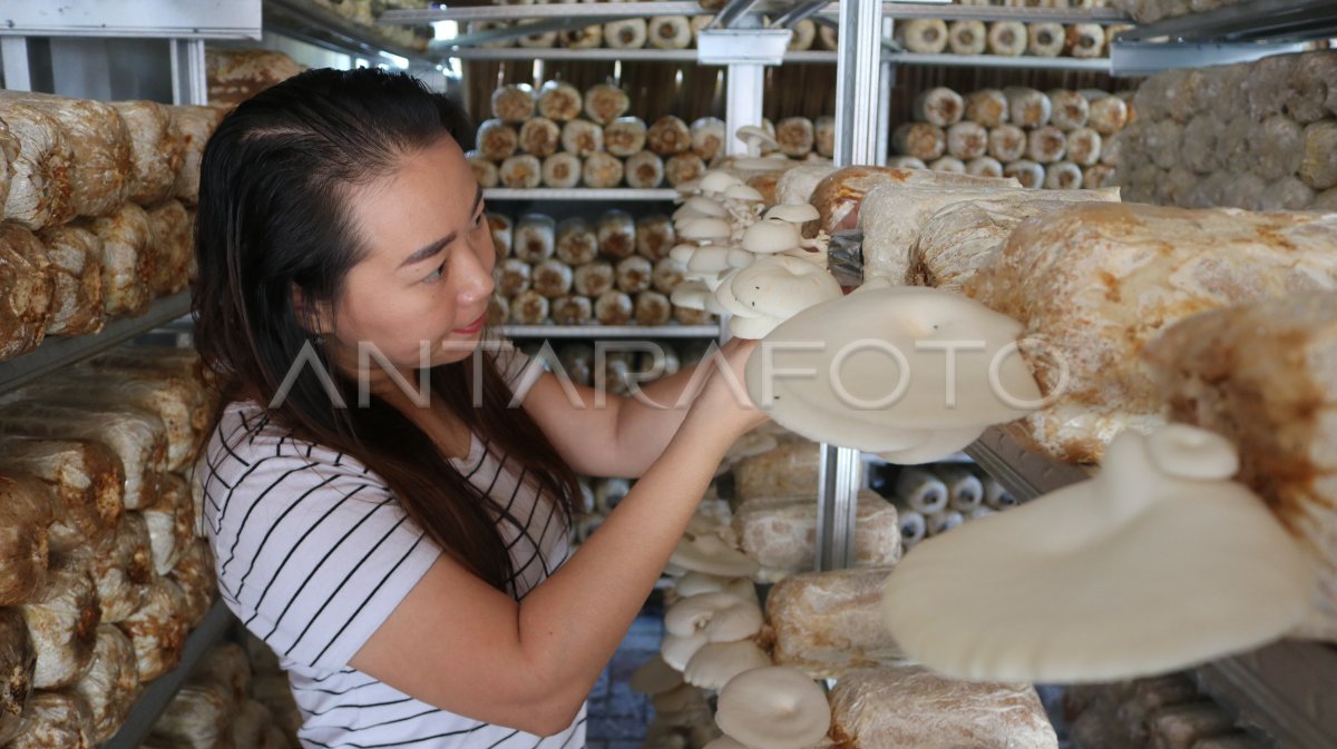 PELUANG USAHA BUDIDAYA JAMUR | ANTARA Foto