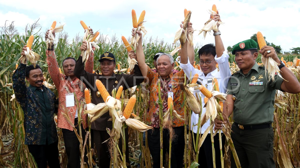 PANEN RAYA JAGUNG | ANTARA Foto