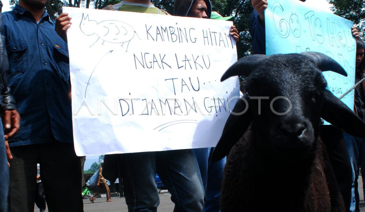 KAMBING HITAM | ANTARA Foto