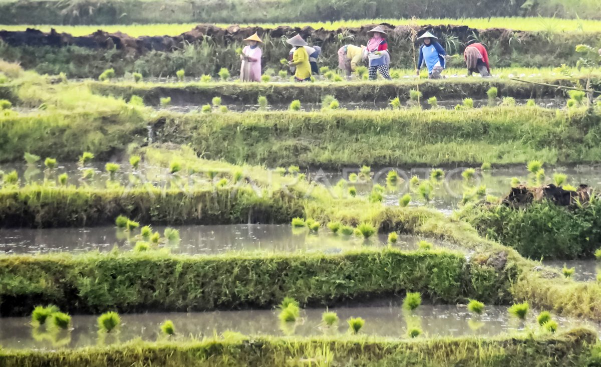 Produksi padi di NTB naik | ANTARA Foto Produksi padi di NTB naik | ANTARA Foto