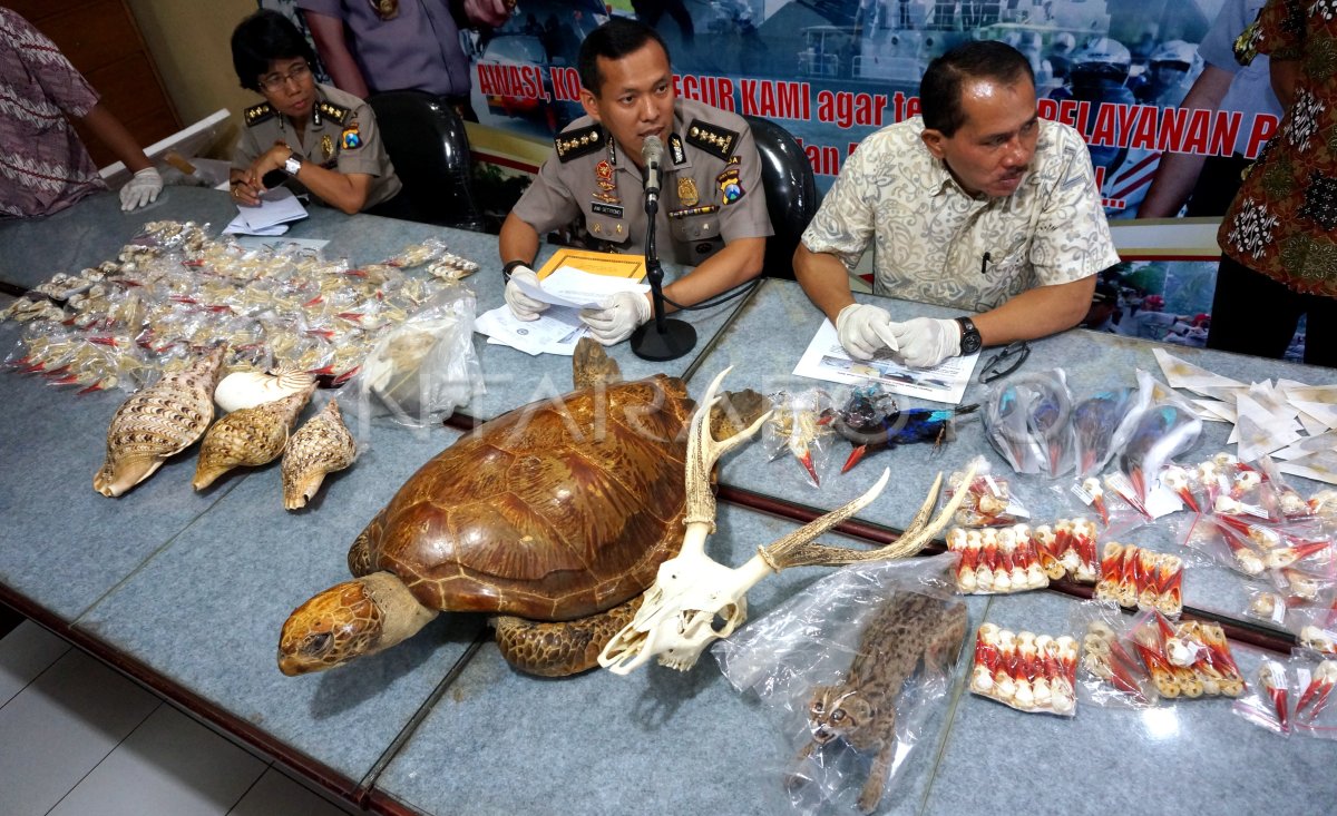 PERDAGANGAN GELAP SATWA DILINDUNGI | ANTARA Foto