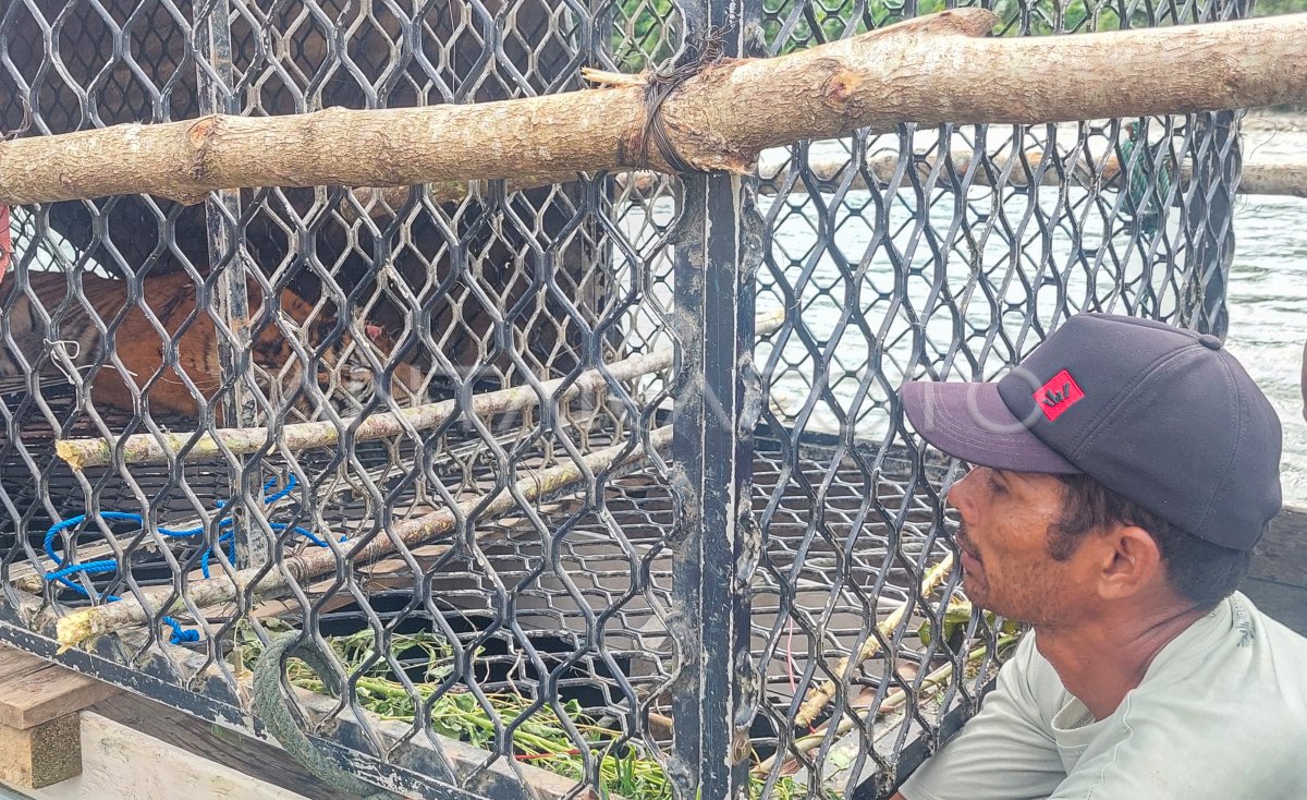 HARIMAU SUMATERA MASUK PERANGKAP DI ACEH SELATAN | ANTARA Foto HARIMAU SUMATERA MASUK PERANGKAP DI ACEH SELATAN | ANTARA Foto