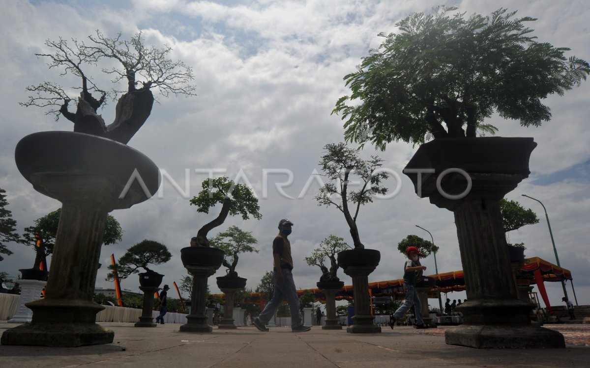 PAMERAN POHON BONSAI DI PADANG | ANTARA Foto PAMERAN POHON BONSAI DI PADANG | ANTARA Foto