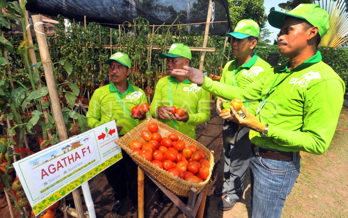 DUKUNG KETAHANAN PANGAN | ANTARA Foto DUKUNG KETAHANAN PANGAN | ANTARA Foto