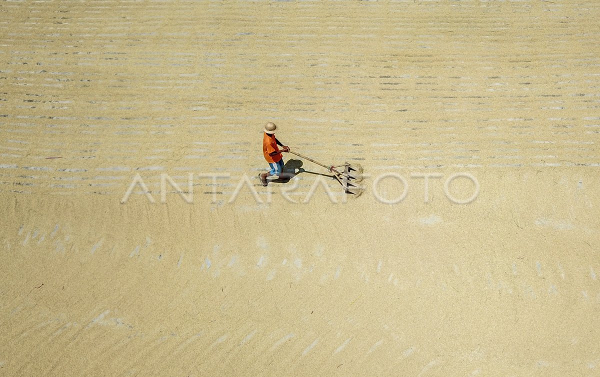 PRODUKSI PADI NTB 2020 | ANTARA Foto PRODUKSI PADI NTB 2020 | ANTARA Foto