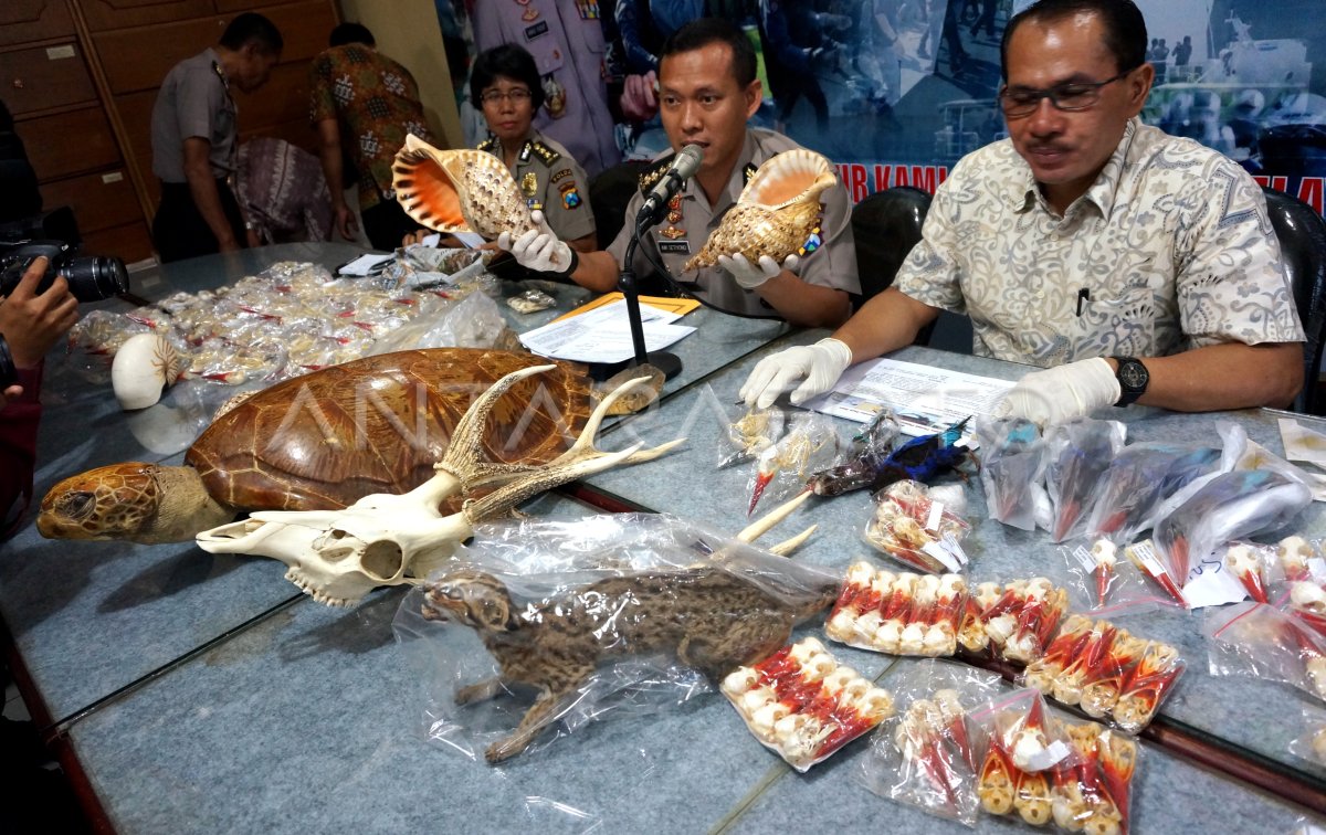 PERDAGANGAN GELAP SATWA DILINDUNGI | ANTARA Foto