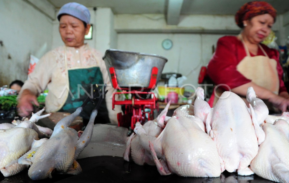 HARGA DAGING AYAM | ANTARA Foto