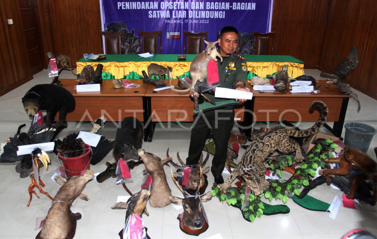 PENINDAKAN OPSETAN SATWA LIAR DILINDUNGI | ANTARA Foto