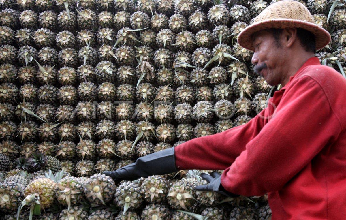 PANEN NANAS | ANTARA Foto