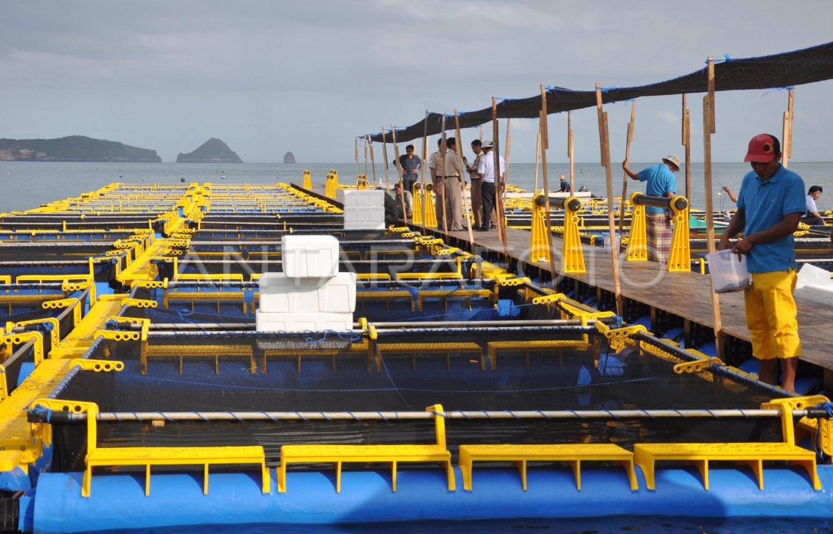 POTENSI BUDIDAYA LAUT | ANTARA Foto