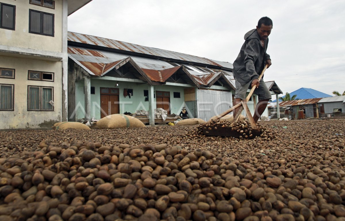 HARGA BIJI METE KENDARI TURUN | ANTARA Foto HARGA BIJI METE KENDARI TURUN | ANTARA Foto