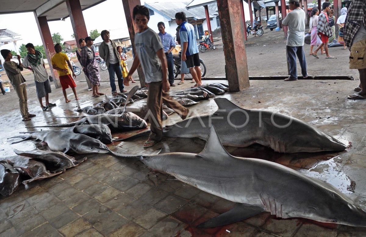 IKAN HIU | ANTARA Foto