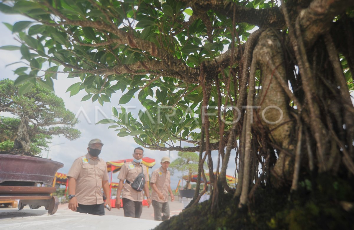 PAMERAN POHON BONSAI DI PADANG | ANTARA Foto PAMERAN POHON BONSAI DI PADANG | ANTARA Foto