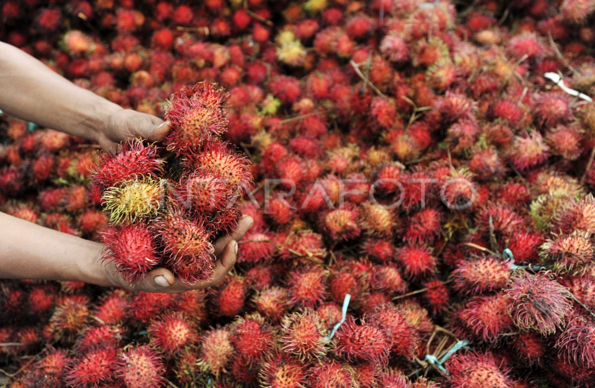 MUSIM BUAH RAMBUTAN | ANTARA Foto