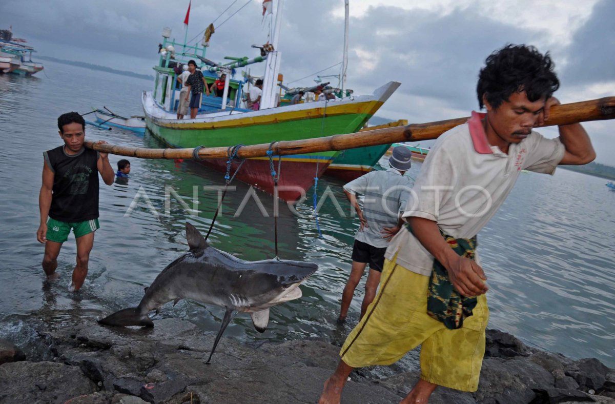 IKAN HIU | ANTARA Foto