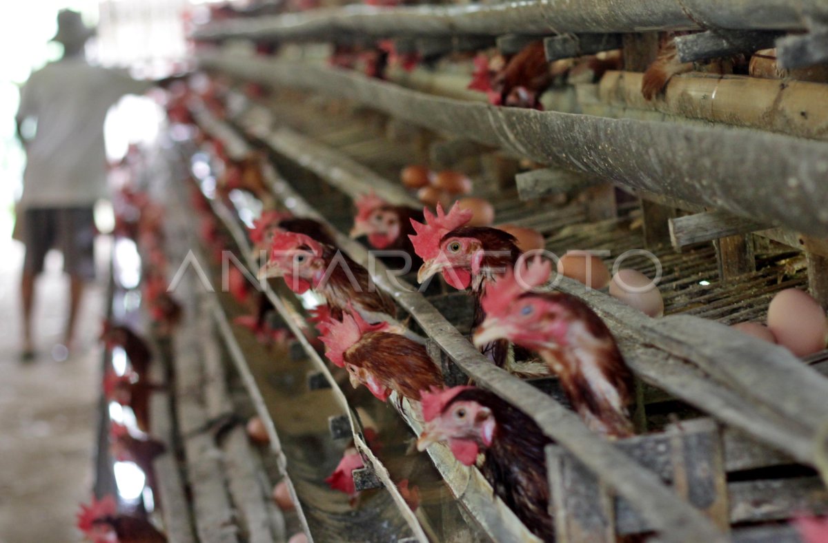PAKAN MAHAL PICU KERUGIAN PETERNAK | ANTARA Foto PAKAN MAHAL PICU KERUGIAN PETERNAK | ANTARA Foto