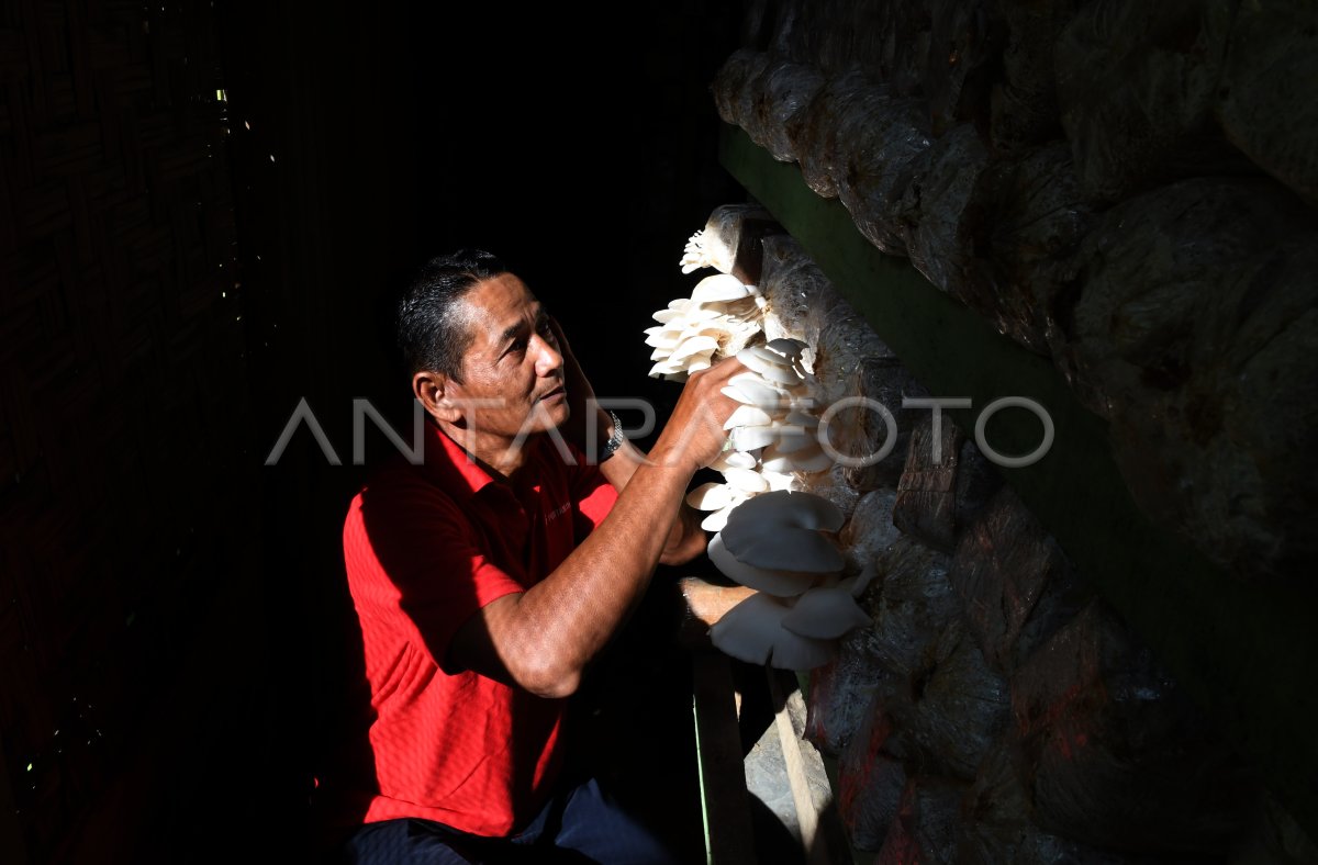 BUDIDAYA JAMUR TIRAM SERUMPUN | ANTARA Foto