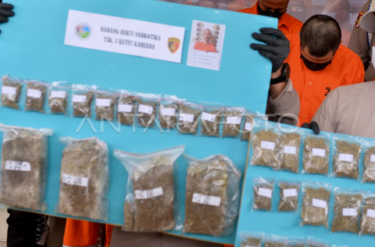 PENGUNGKAPAN KASUS PEREDARAN GANJA DI BALI | ANTARA Foto PENGUNGKAPAN KASUS PEREDARAN GANJA DI BALI | ANTARA Foto