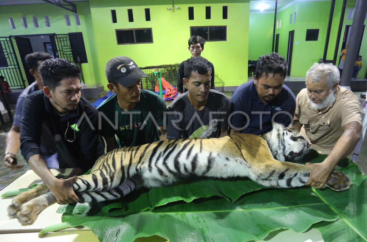 Pemeriksaan kesehatan harimau masuk perangkap di Aceh Selatan | ANTARA Foto Pemeriksaan kesehatan harimau masuk perangkap di Aceh Selatan | ANTARA Foto