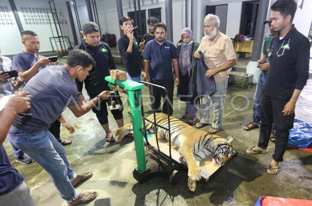 Pemeriksaan kesehatan harimau masuk perangkap di Aceh Selatan | ANTARA Foto Pemeriksaan kesehatan harimau masuk perangkap di Aceh Selatan | ANTARA Foto