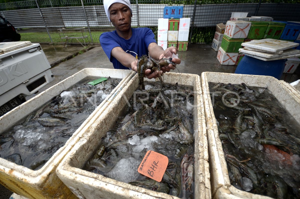 UDANG KOMODITI EKSPOR | ANTARA Foto