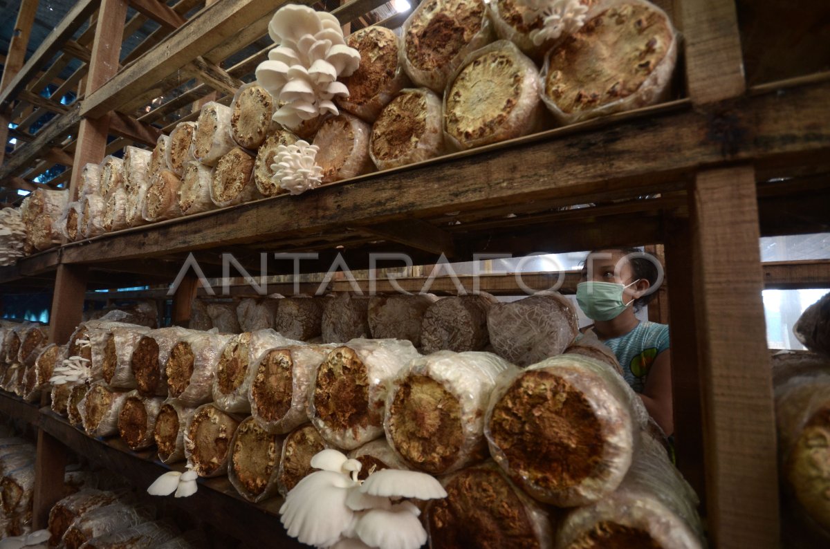 BUDIDAYA JAMUR | ANTARA Foto