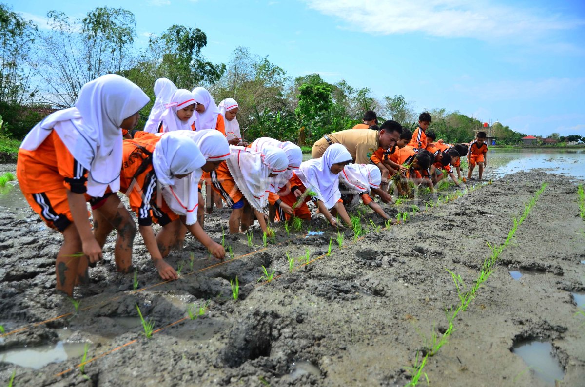 BELAJAR MENANAM PADI | ANTARA Foto