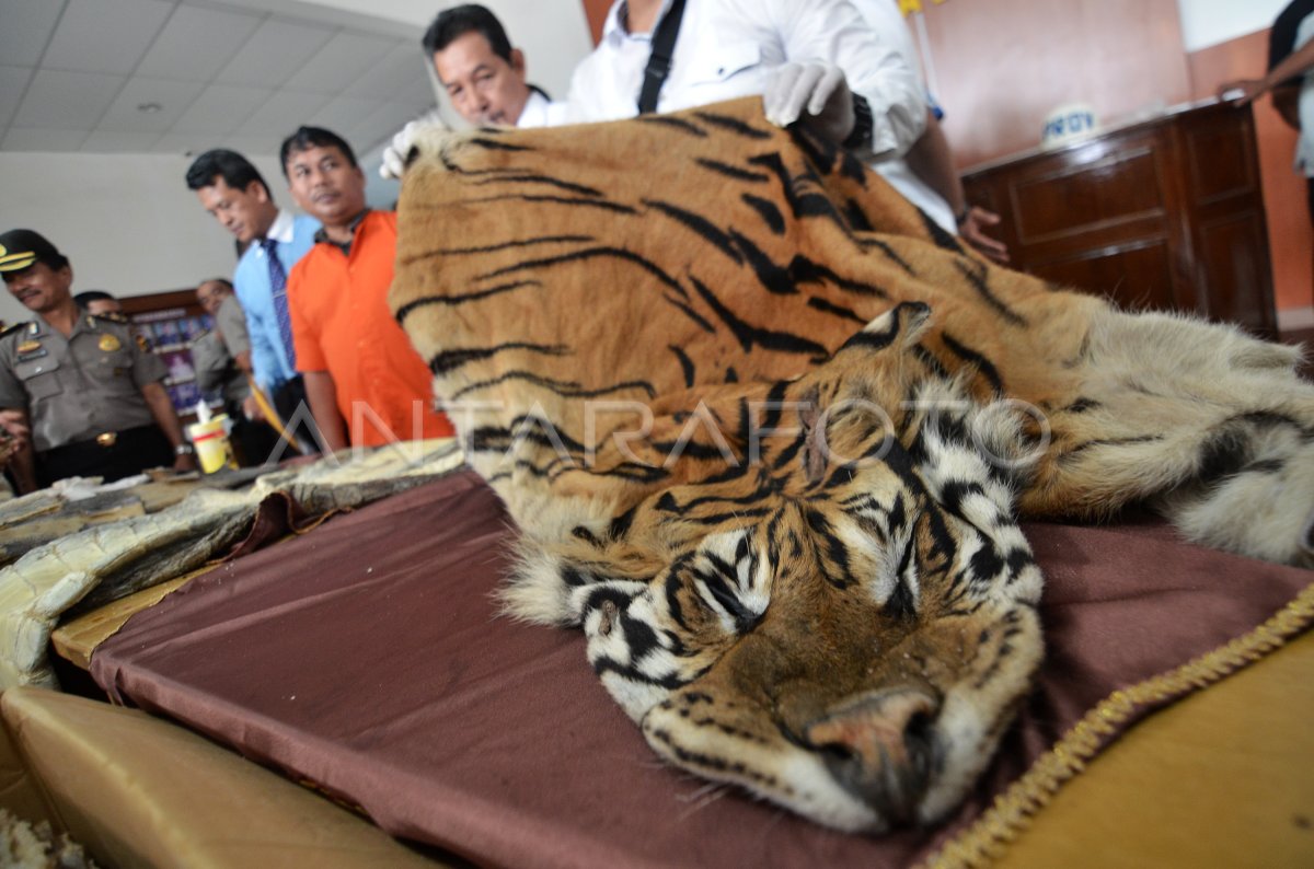 UNGKAP KASUS PENJUALAN KULIT SATWA DILINDUNGI | ANTARA Foto