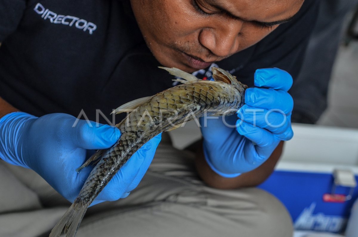 PEMERIKSAAN SAMPEL PENYAKIT IKAN | ANTARA Foto PEMERIKSAAN SAMPEL PENYAKIT IKAN | ANTARA Foto