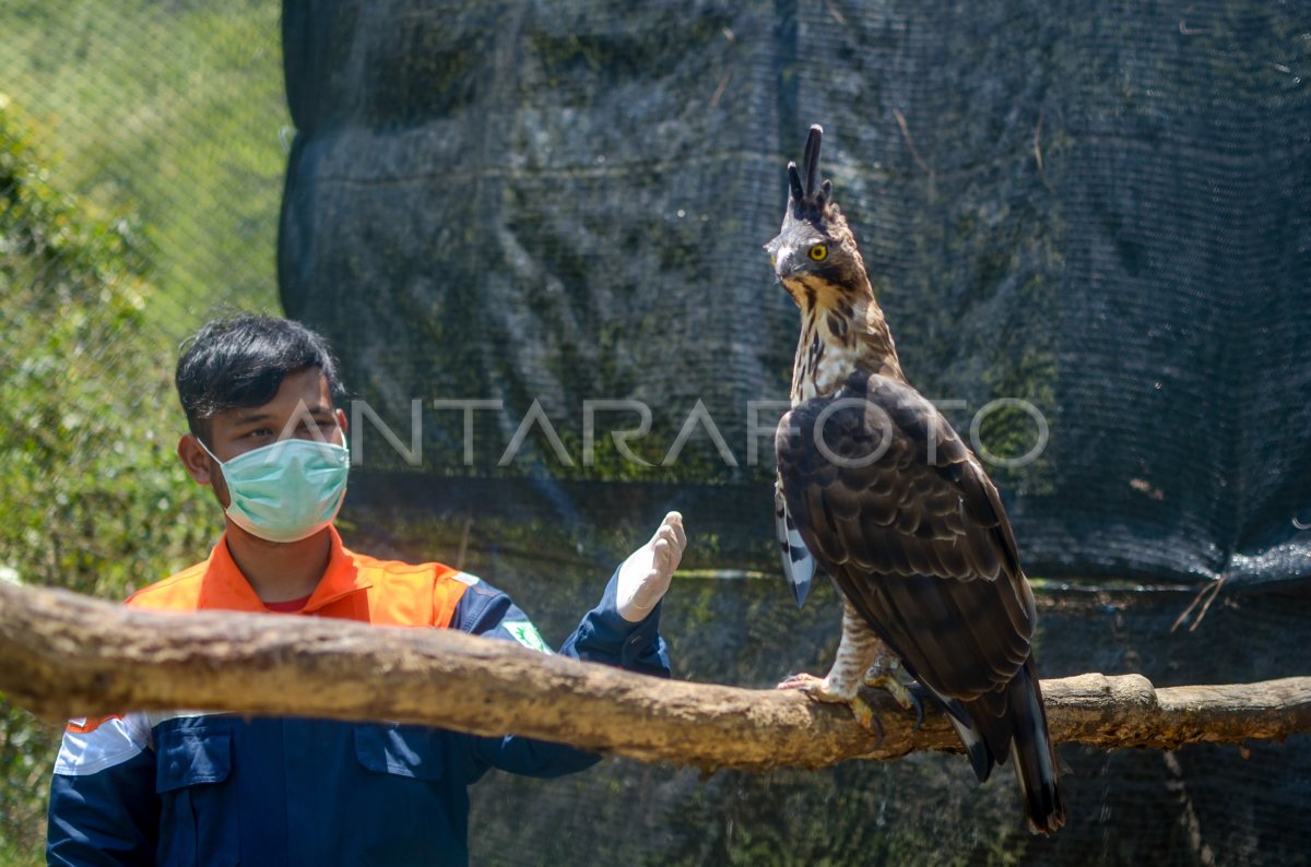 PUSAT KONSERVASI ELANG KAMOJANG | ANTARA Foto