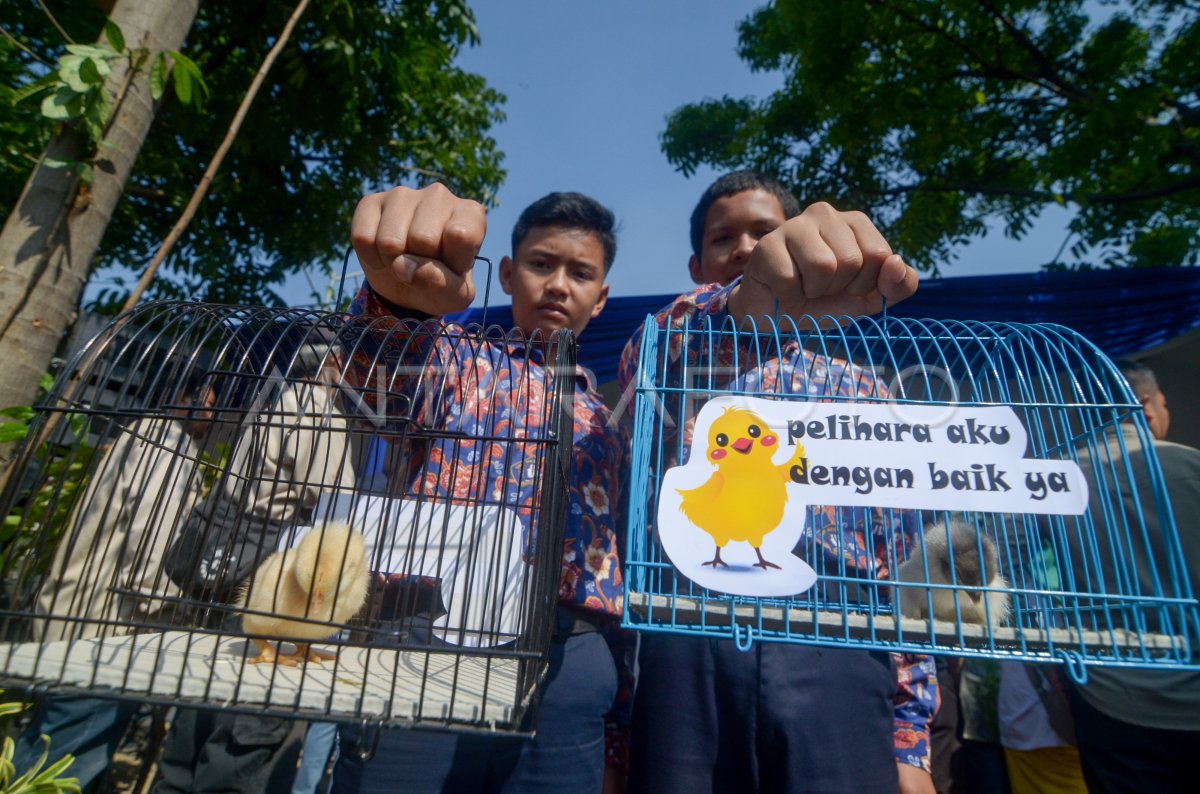 PEMBAGIAN ANAK AYAM UNTUK SISWA | ANTARA Foto