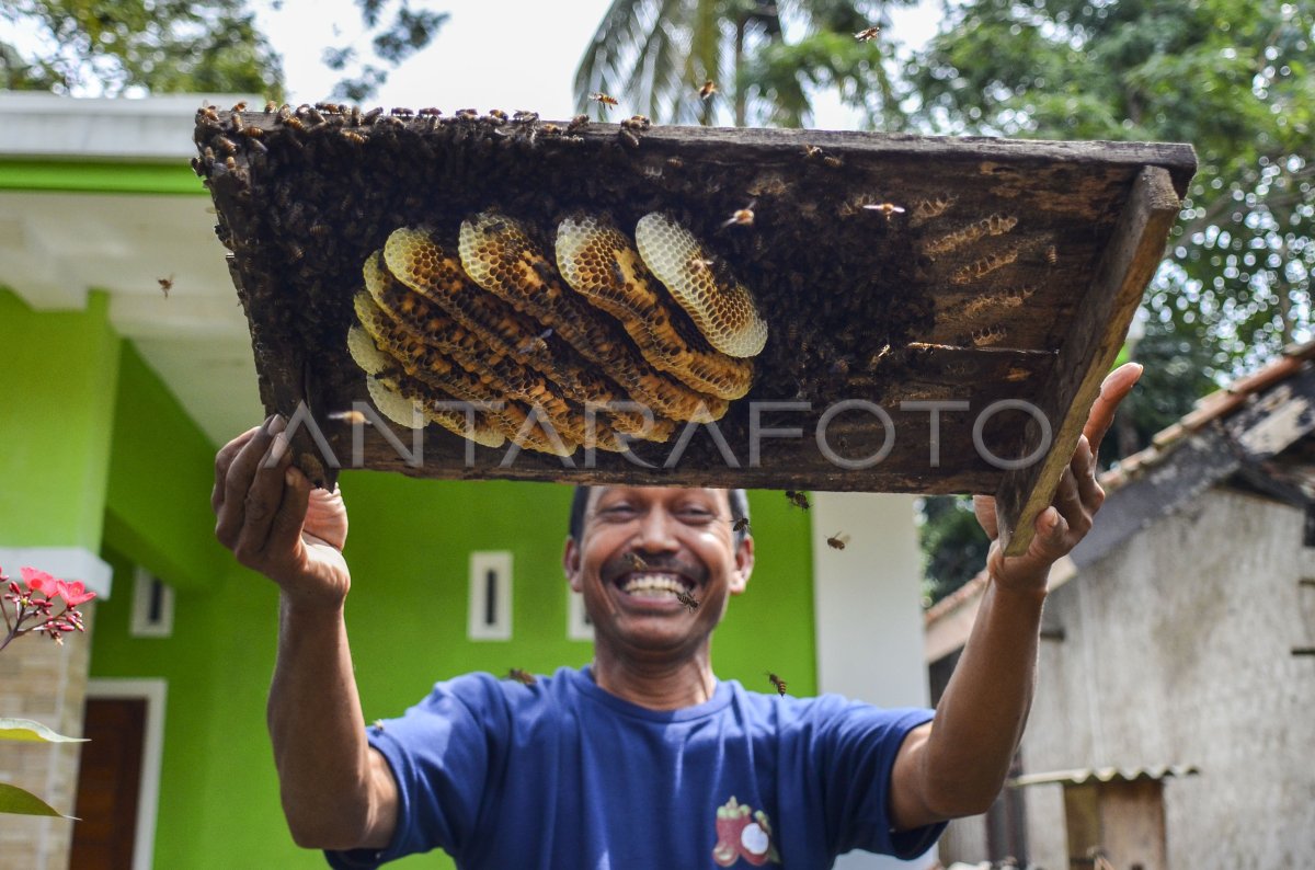 KAMPUNG BUDIDAYA MADU | ANTARA Foto KAMPUNG BUDIDAYA MADU | ANTARA Foto