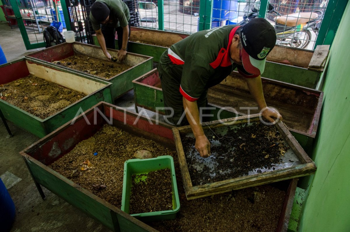 BUDIDAYA MAGGOT PENGURAI SAMPAH | ANTARA Foto BUDIDAYA MAGGOT PENGURAI SAMPAH | ANTARA Foto
