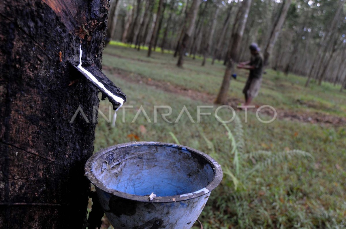 PETANI KARET | ANTARA Foto PETANI KARET | ANTARA Foto