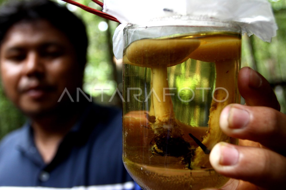 JAMUR EPIDEMIC PELAWAN | ANTARA Foto JAMUR EPIDEMIC PELAWAN | ANTARA Foto