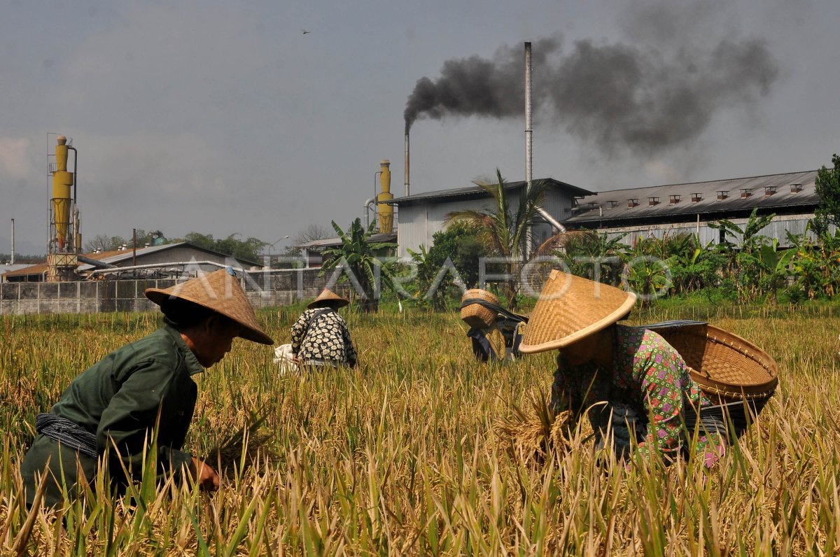 LAHAN PERTANIAN TERDAMPAK POLUSI UDARA | ANTARA Foto