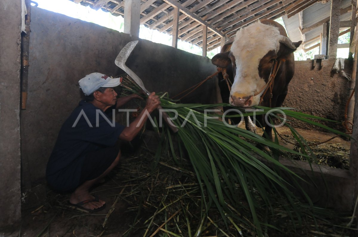PETERNAK SAPI BOYOLALI | ANTARA Foto PETERNAK SAPI BOYOLALI | ANTARA Foto