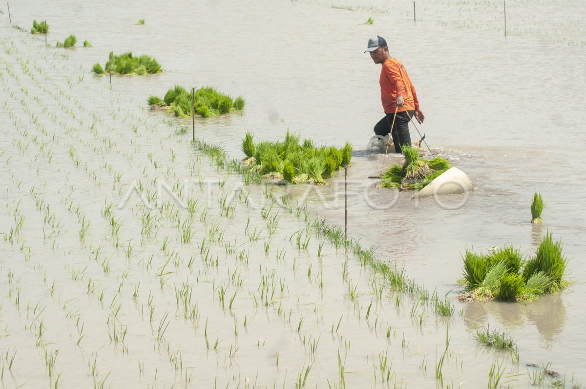 Lahan pertanian terendam banjir di Klaten | ANTARA Foto Lahan pertanian terendam banjir di Klaten | ANTARA Foto
