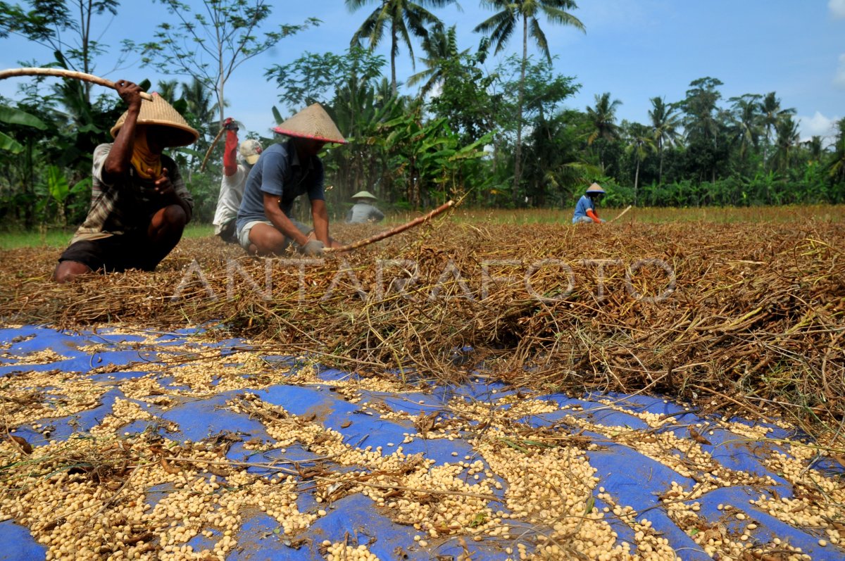 PANEN KEDELAI | ANTARA Foto