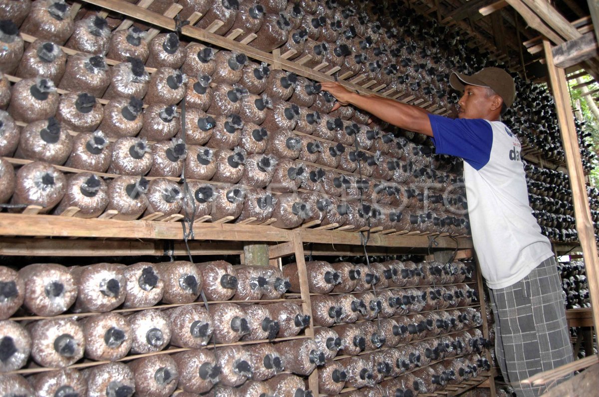 BUDIDAYA JAMUR | ANTARA Foto