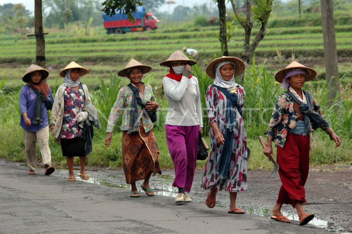 MENCARI PAKAN TERNAK | ANTARA Foto MENCARI PAKAN TERNAK | ANTARA Foto