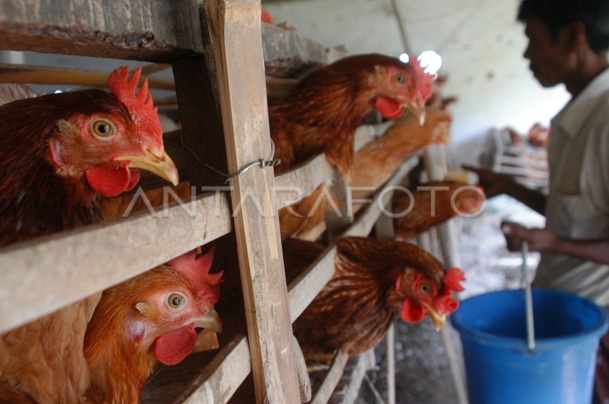 HARGA PAKAN NAIK | ANTARA Foto HARGA PAKAN NAIK | ANTARA Foto