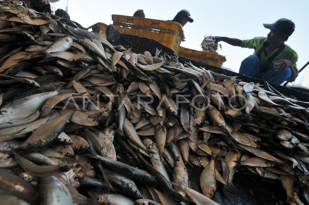 PERMINTAAN IKAN MENINGKAT | ANTARA Foto