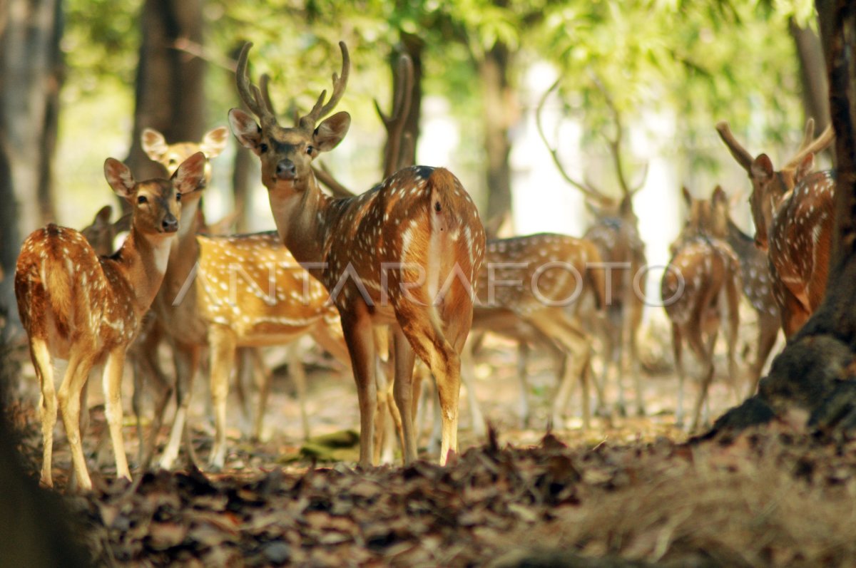 RUSA MONAS | ANTARA Foto