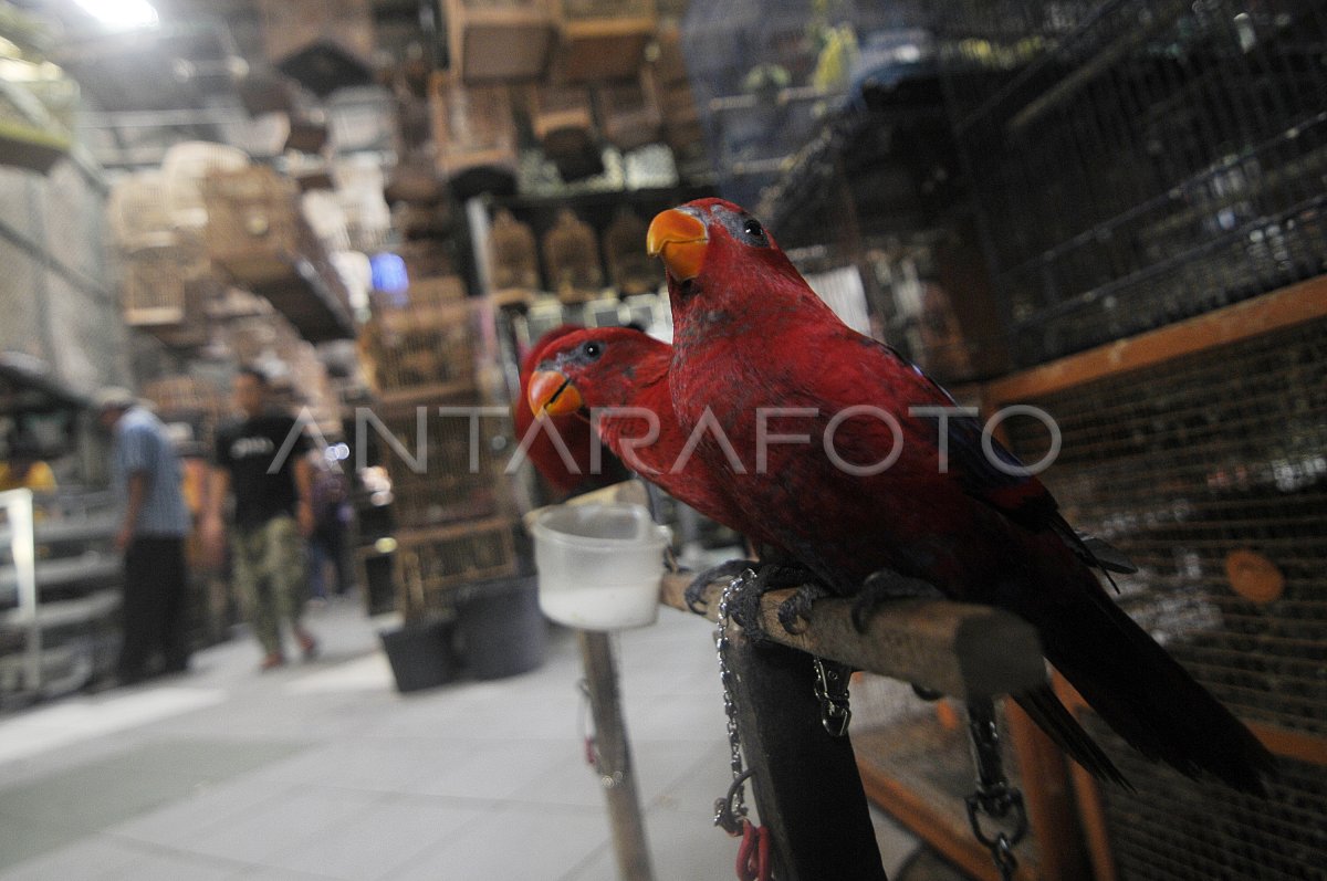 PASAR BURUNG PRAMUKA | ANTARA Foto