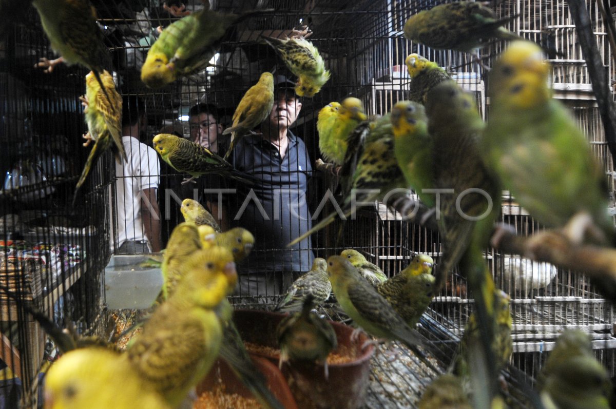 PASAR BURUNG PRAMUKA | ANTARA Foto