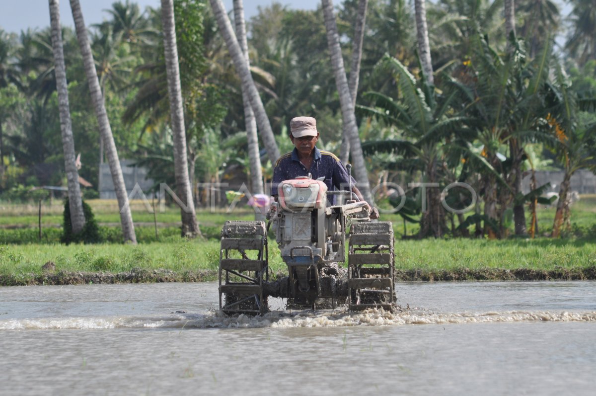 MUSIM TANAM PADI | ANTARA Foto