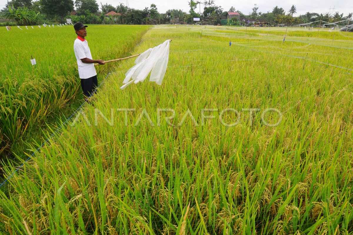PENGEMBANGAN VARIETAS PADI ROJOLELE | ANTARA Foto PENGEMBANGAN VARIETAS PADI ROJOLELE | ANTARA Foto