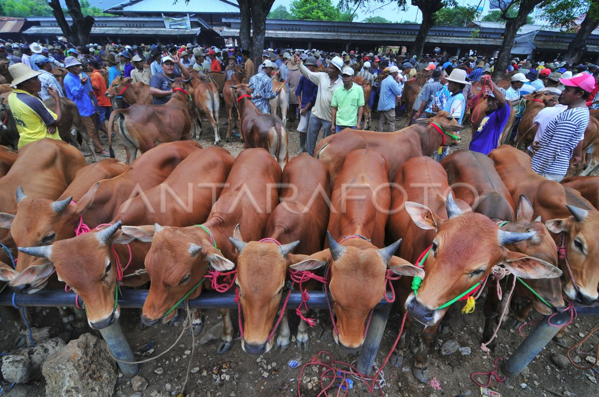 HARGA SAPI MADURA NAIK | ANTARA Foto