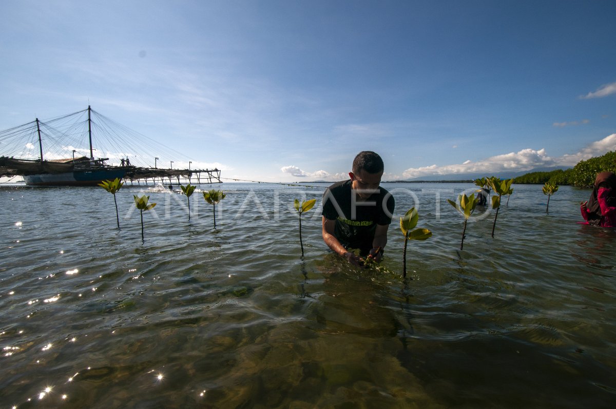 TANAM MANGROVE PERINGATI HARI BUMI | ANTARA Foto TANAM MANGROVE PERINGATI HARI BUMI | ANTARA Foto